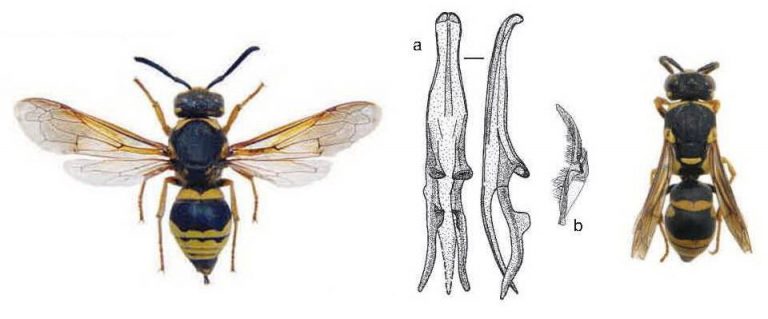Masarinae – Faune de France